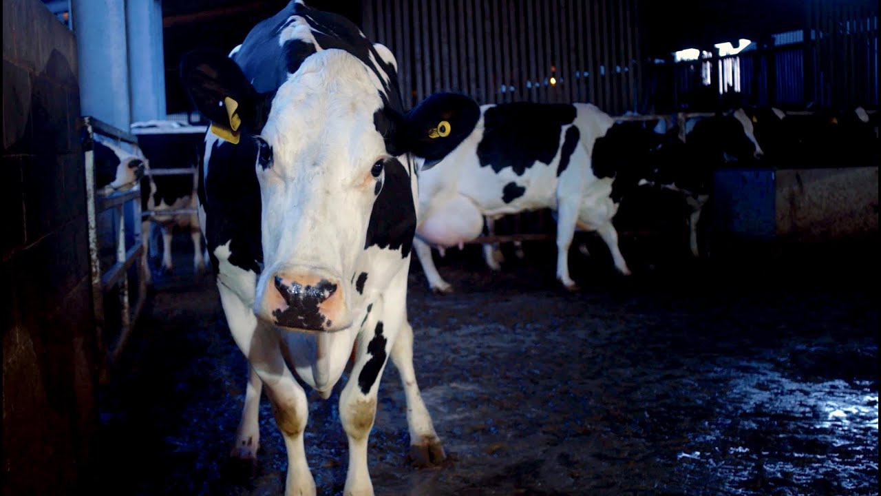 BFI London Film Festival: ‘Cow’ Review - UCL Film & TV Society Journal